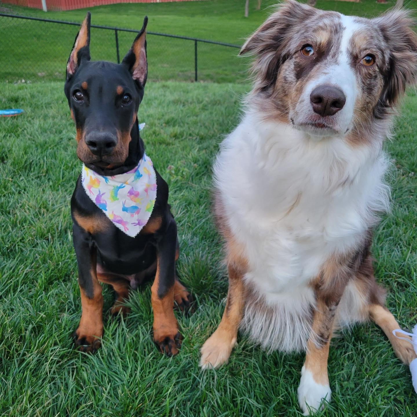 Can Dogs Talk To Each Other? | Broad Ripple Animal Clinic