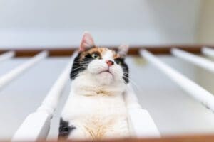 High-Rise Syndrome in Cats | Broad Ripple Animal Clinic